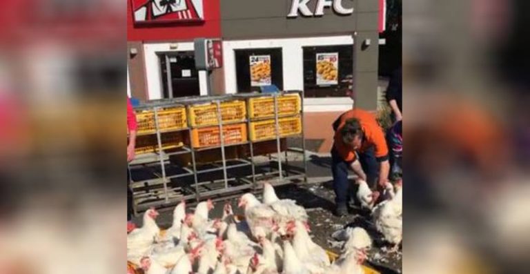 A Truck Lost A Load Of Live Chickens Outside A KFC, And It Was Filmed ...