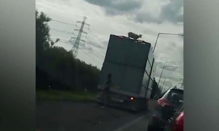 VIDEO: Truck "surfing" sheep shocks motorists